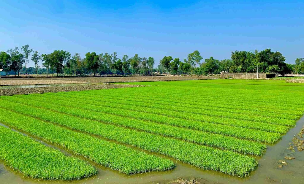 Staying Afloat: The Wonders of Bangladesh’s Floating Gardens
