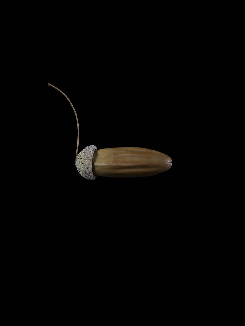 Seeds | Complex Identities And Human Reliance | Thierry Ardouin