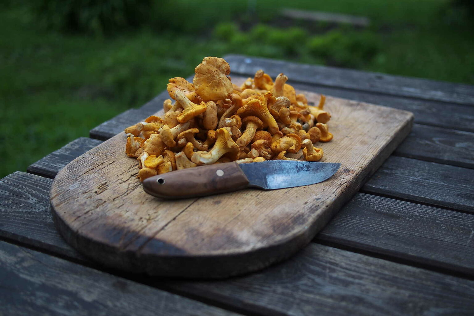 Are Mushrooms An Alternative to Meat? | Luxiders Magazine