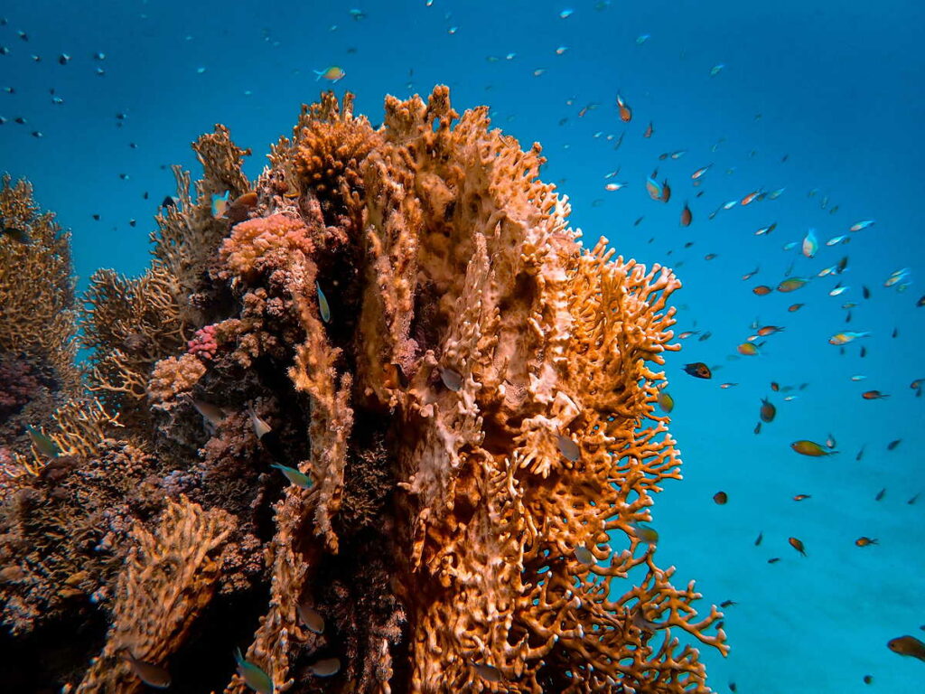 Coral Gardening | A Path to Preserve Our Coral Reefs