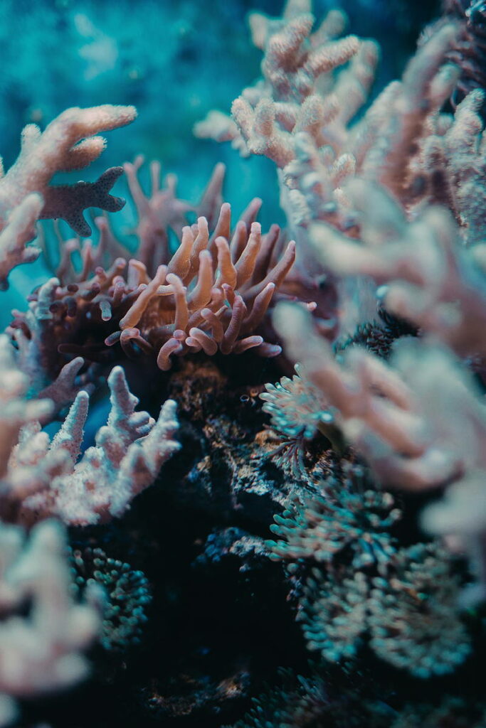 Coral Gardening | A Path to Preserve Our Coral Reefs